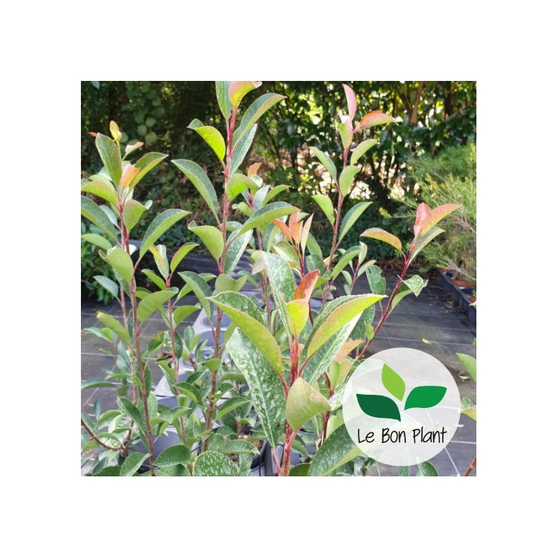 Photinia x fraseri 'Red Robin'